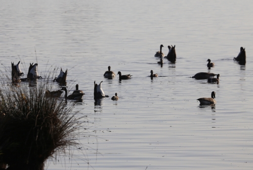 Ten Reasons Why Rowing Is The Perfect Workout – Bainbridge Island Rowing